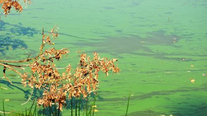 10 küsimust ja vastust jalaseene kohta. Just sinna kohta tuleb jalaseen ...